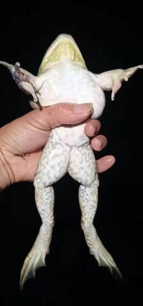 牛蛙养殖成本多少钱一斤_牛蛙养殖成本利润分析-第3张图片-山城妙识 牛蛙养殖成本多少钱一斤_牛蛙养殖成本利润分析-第3张图片-山城妙识