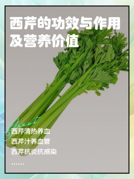 西芹的功效与作用_西芹的禁忌有哪些-第1张图片-山城妙识 西芹的功效与作用_西芹的禁忌有哪些-第1张图片-山城妙识