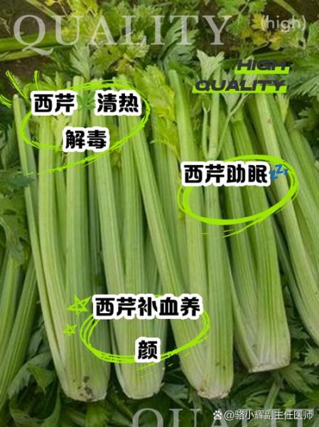 西芹的功效与作用_西芹的禁忌有哪些-第2张图片-山城妙识 西芹的功效与作用_西芹的禁忌有哪些-第2张图片-山城妙识