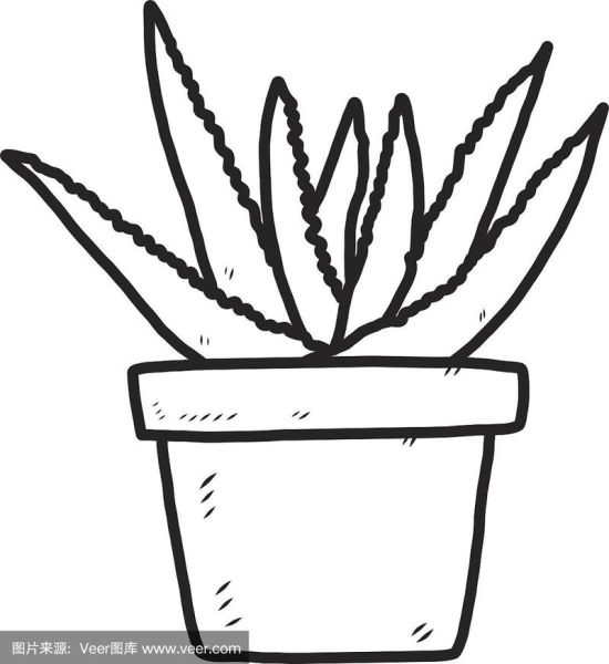 芦荟简笔画怎么画_芦荟图片简笔画步骤-第3张图片-山城妙识 芦荟简笔画怎么画_芦荟图片简笔画步骤-第3张图片-山城妙识