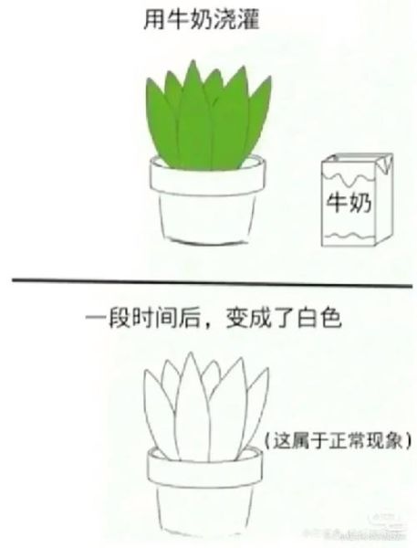 芦荟简笔画怎么画_芦荟图片简笔画步骤-第2张图片-山城妙识 芦荟简笔画怎么画_芦荟图片简笔画步骤-第2张图片-山城妙识