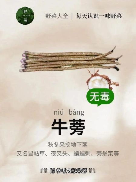 牛蒡根的功效与作用是什么_牛蒡根怎么吃效果最好-第2张图片-山城妙识