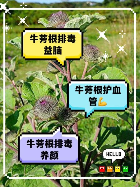 牛蒡根的功效与作用是什么_牛蒡根怎么吃效果最好-第3张图片-山城妙识