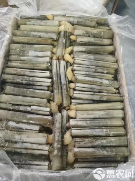 蛏子王多少钱一斤_蛏子王价格行情-第2张图片-山城妙识