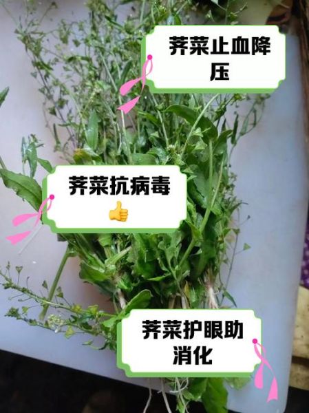 水荠菜能吃吗_水荠菜怎么吃才安全-第2张图片-山城妙识 水荠菜能吃吗_水荠菜怎么吃才安全-第2张图片-山城妙识