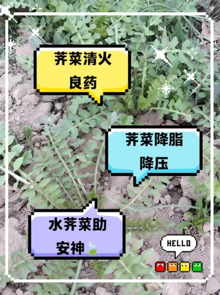 水荠菜能吃吗_水荠菜怎么吃才安全-第1张图片-山城妙识 水荠菜能吃吗_水荠菜怎么吃才安全-第1张图片-山城妙识