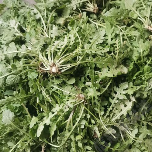 水荠菜能吃吗_水荠菜怎么吃才安全-第3张图片-山城妙识 水荠菜能吃吗_水荠菜怎么吃才安全-第3张图片-山城妙识