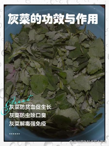 灰灰菜禁忌人群_哪些人不能吃灰灰菜-第1张图片-山城妙识