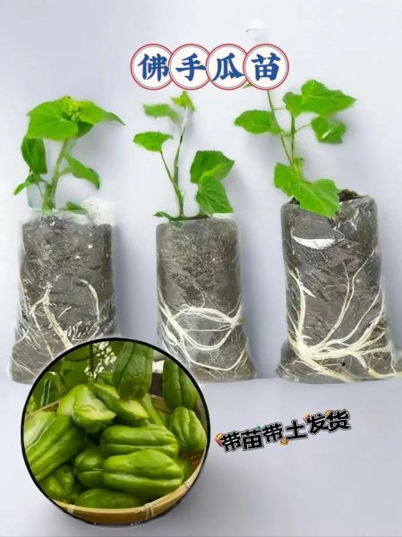 佛手瓜怎么种_佛手瓜种植方法步骤-第2张图片-山城妙识 佛手瓜怎么种_佛手瓜种植方法步骤-第2张图片-山城妙识