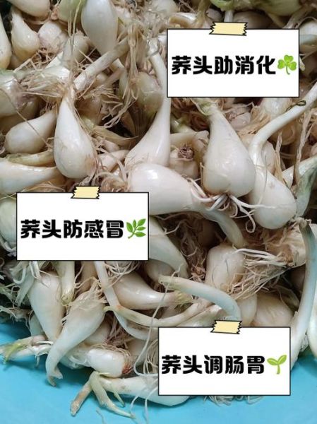 荞头图片大全_荞头怎么种植-第1张图片-山城妙识 荞头图片大全_荞头怎么种植-第1张图片-山城妙识