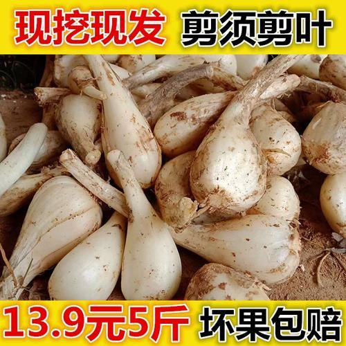 荞头图片大全_荞头怎么种植-第2张图片-山城妙识 荞头图片大全_荞头怎么种植-第2张图片-山城妙识