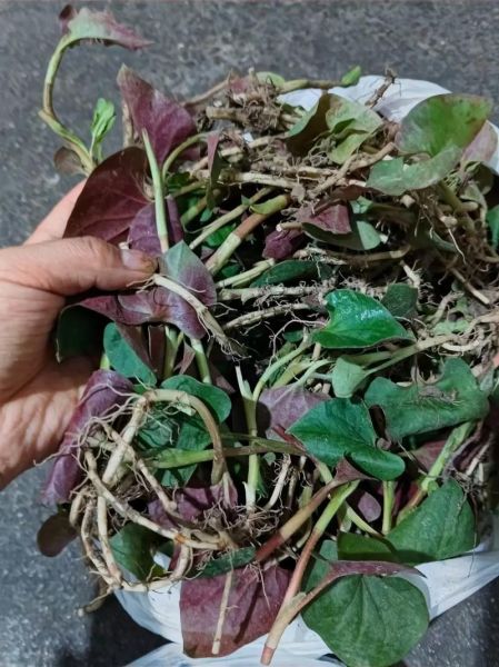 荞头图片大全_荞头怎么种植-第3张图片-山城妙识 荞头图片大全_荞头怎么种植-第3张图片-山城妙识