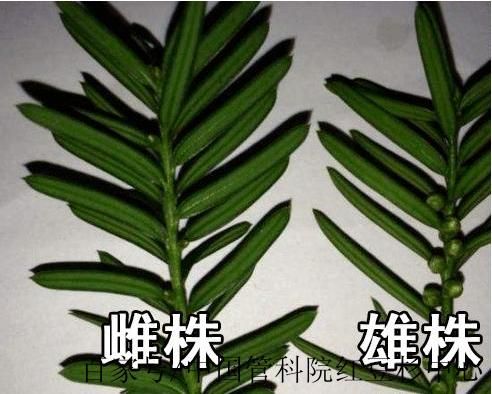 红豆杉图片大全高清_如何分辨雌雄红豆杉-第1张图片-山城妙识 红豆杉图片大全高清_如何分辨雌雄红豆杉-第1张图片-山城妙识