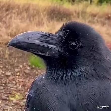 老鸹是什么鸟_老鸹和乌鸦的区别-第3张图片-山城妙识