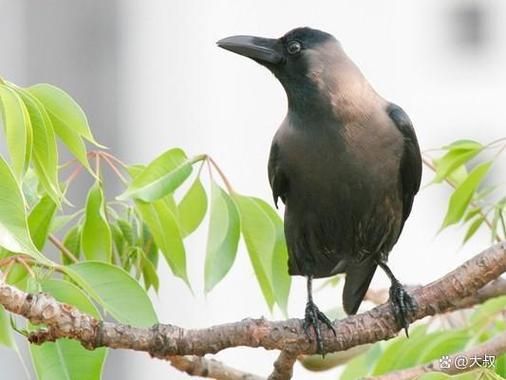 老鸹是什么鸟_老鸹和乌鸦的区别-第2张图片-山城妙识