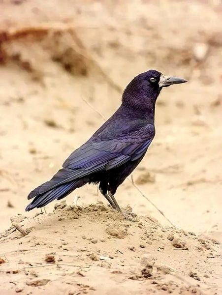 老鸹是什么鸟_老鸹和乌鸦的区别-第1张图片-山城妙识