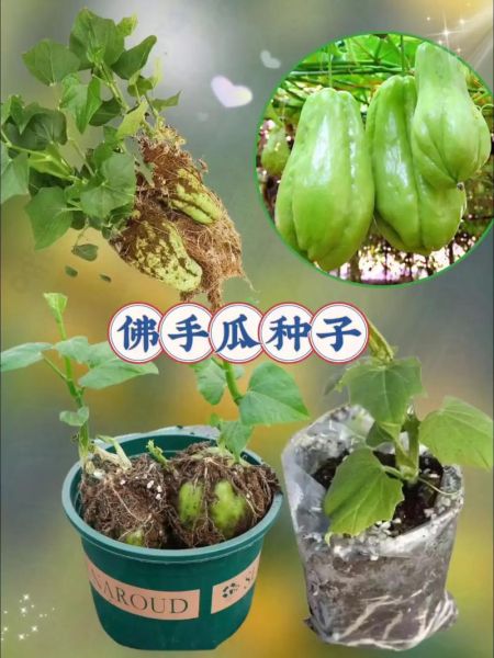 佛手瓜什么时候种植_佛手瓜种植时间-第3张图片-山城妙识