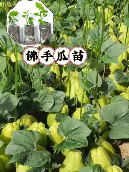 佛手瓜什么时候种植_佛手瓜种植时间-第2张图片-山城妙识