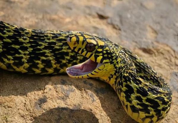 十里无毒蛇_是真的吗-第2张图片-山城妙识