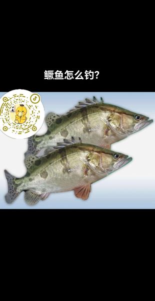 鳜怎么读_鳜鱼读gui还是jue-第1张图片-山城妙识