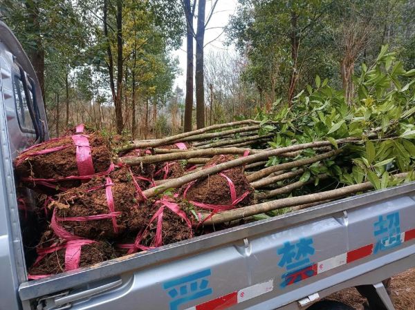 桂花树多少钱一棵_2024年最新价格表-第2张图片-山城妙识