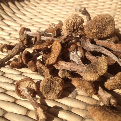 草蘑和榛蘑的区别_哪个更好吃-第1张图片-山城妙识