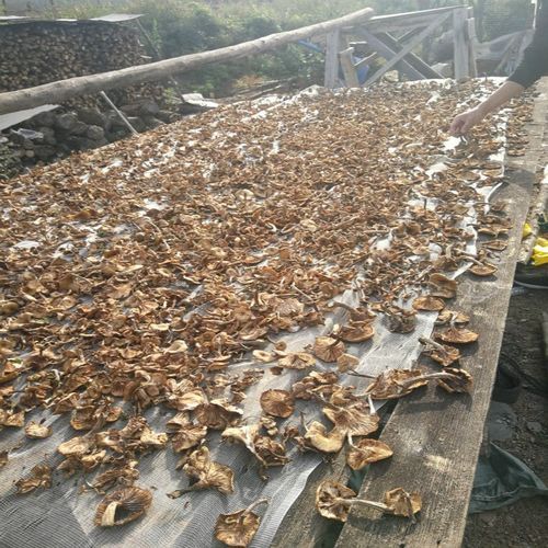 草蘑和榛蘑的区别_哪个更好吃-第3张图片-山城妙识