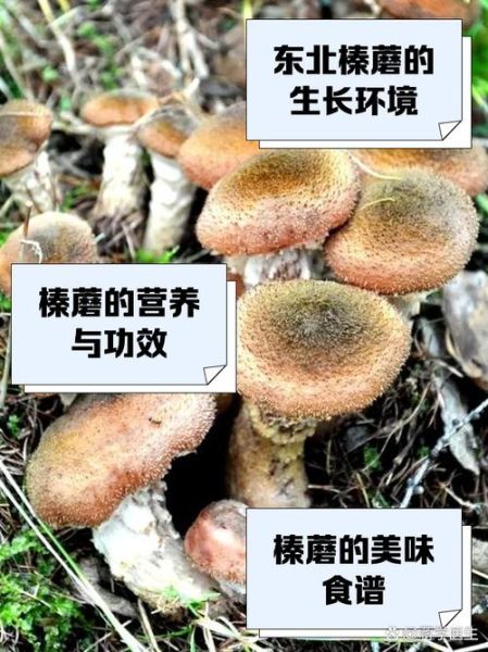 草蘑和榛蘑的区别_哪个更好吃-第2张图片-山城妙识