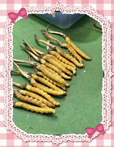 人工虫草多少钱一斤_人工虫草价格影响因素-第3张图片-山城妙识 人工虫草多少钱一斤_人工虫草价格影响因素-第3张图片-山城妙识