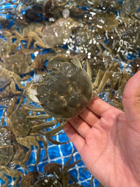 河蟹是什么意思_女帮男河蟹是啥意思-第3张图片-山城妙识