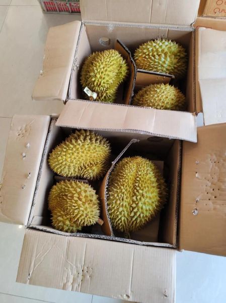 金枕榴莲多少钱一斤_金枕榴莲价格行情-第3张图片-山城妙识 金枕榴莲多少钱一斤_金枕榴莲价格行情-第3张图片-山城妙识