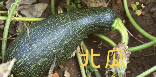 番瓜是什么_番瓜和南瓜的区别-第1张图片-山城妙识