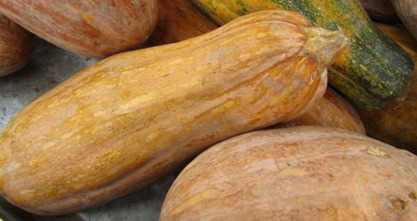 番瓜是什么_番瓜和南瓜的区别-第3张图片-山城妙识
