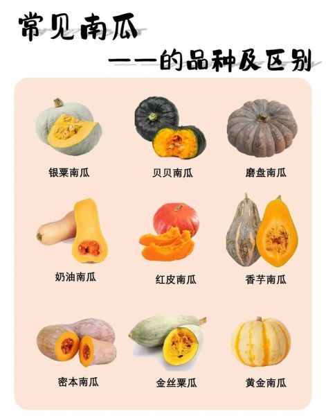 番瓜是什么_番瓜和南瓜的区别-第2张图片-山城妙识