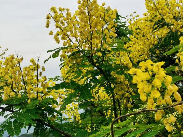 红花槐什么时候开花_红花槐与香花槐区别-第1张图片-山城妙识