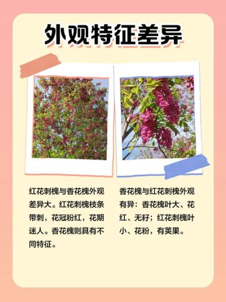 红花槐什么时候开花_红花槐与香花槐区别-第2张图片-山城妙识