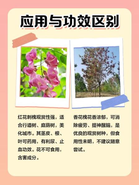 红花槐什么时候开花_红花槐与香花槐区别-第3张图片-山城妙识