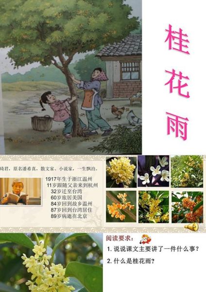 桂花雨是什么_桂花雨表达了什么情感-第1张图片-山城妙识