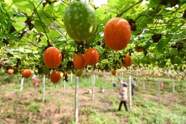 长吊瓜怎么种_长吊瓜什么时候采收-第1张图片-山城妙识 长吊瓜怎么种_长吊瓜什么时候采收-第1张图片-山城妙识