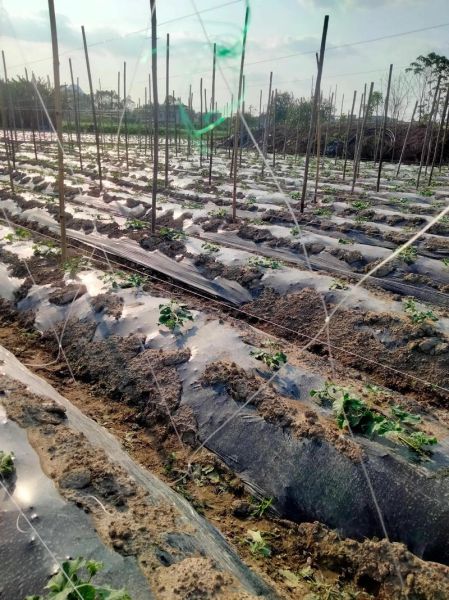 长吊瓜怎么种_长吊瓜什么时候采收-第3张图片-山城妙识 长吊瓜怎么种_长吊瓜什么时候采收-第3张图片-山城妙识