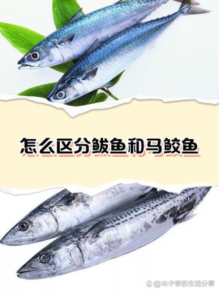 鲅鱼种类有哪些_如何区分鲅鱼品种-第1张图片-山城妙识