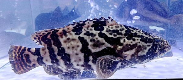 鳜鱼肥的鳜怎么读_鳜字读音详解-第2张图片-山城妙识 鳜鱼肥的鳜怎么读_鳜字读音详解-第2张图片-山城妙识