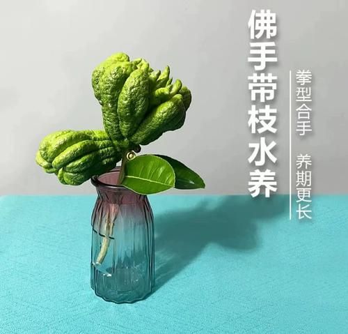 佛手果怎么做好吃_佛手果的做法大全集-第3张图片-山城妙识 佛手果怎么做好吃_佛手果的做法大全集-第3张图片-山城妙识