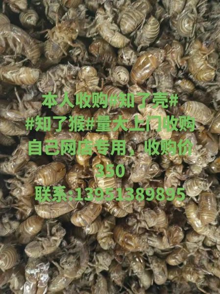 知了壳多少钱一斤2021_知了壳价格行情-第3张图片-山城妙识