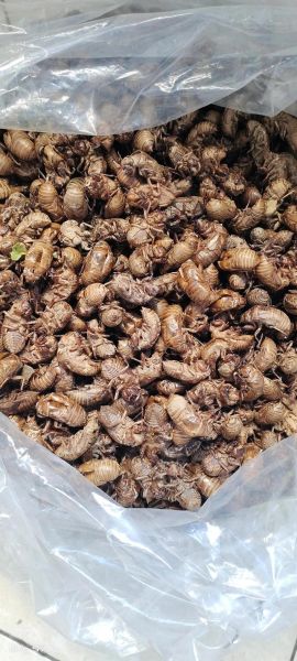 知了壳多少钱一斤2021_知了壳价格行情-第2张图片-山城妙识