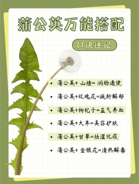 蒲公英泡水喝的功效与禁忌_蒲公英图片怎么辨别真假-第3张图片-山城妙识 蒲公英泡水喝的功效与禁忌_蒲公英图片怎么辨别真假-第3张图片-山城妙识