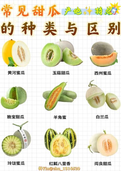 香瓜图片大全大图_香瓜品种高清图鉴-第1张图片-山城妙识