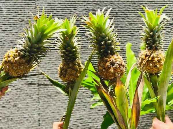 菠萝的拼音怎么读_菠萝拼音声调是几声-第3张图片-山城妙识