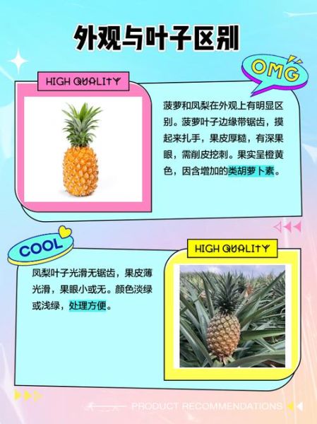 菠萝的拼音怎么读_菠萝拼音声调是几声-第2张图片-山城妙识