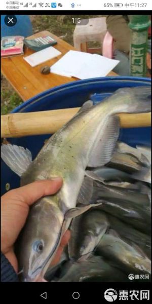 叉尾鮰鱼怎么钓_叉尾鮰鱼钓法技巧-第2张图片-山城妙识